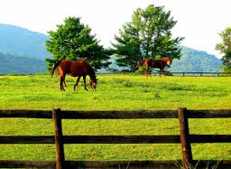 Tips For Overseeding Horse Pastures